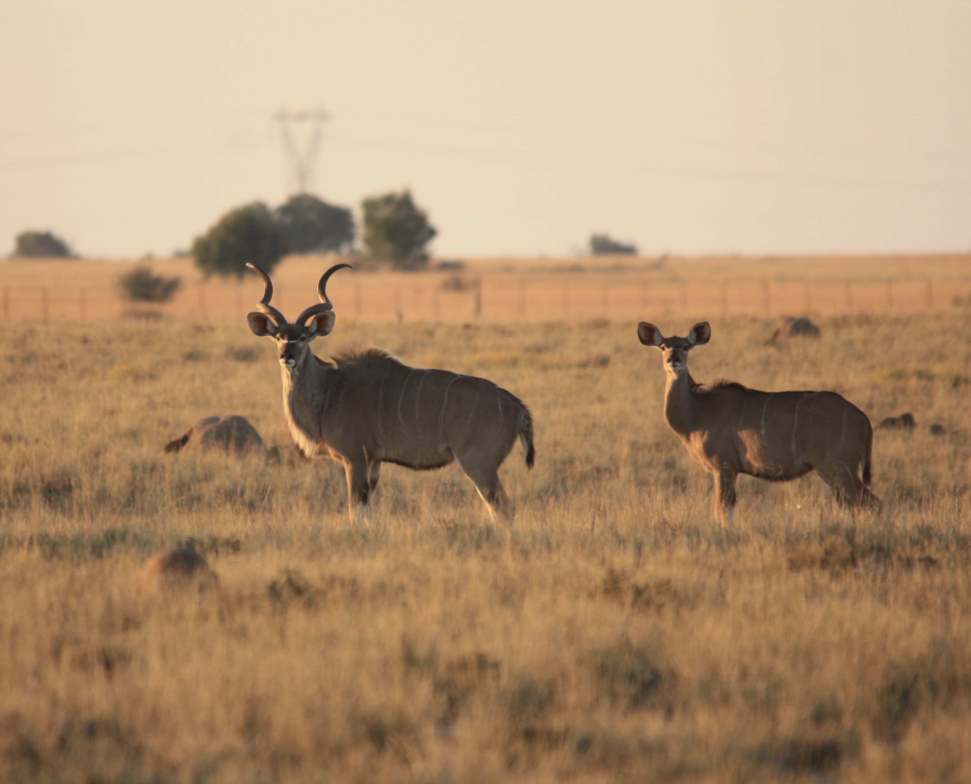 Bow and Rifle Hunting Farm in South Africa - Grootvallei Hunting ...